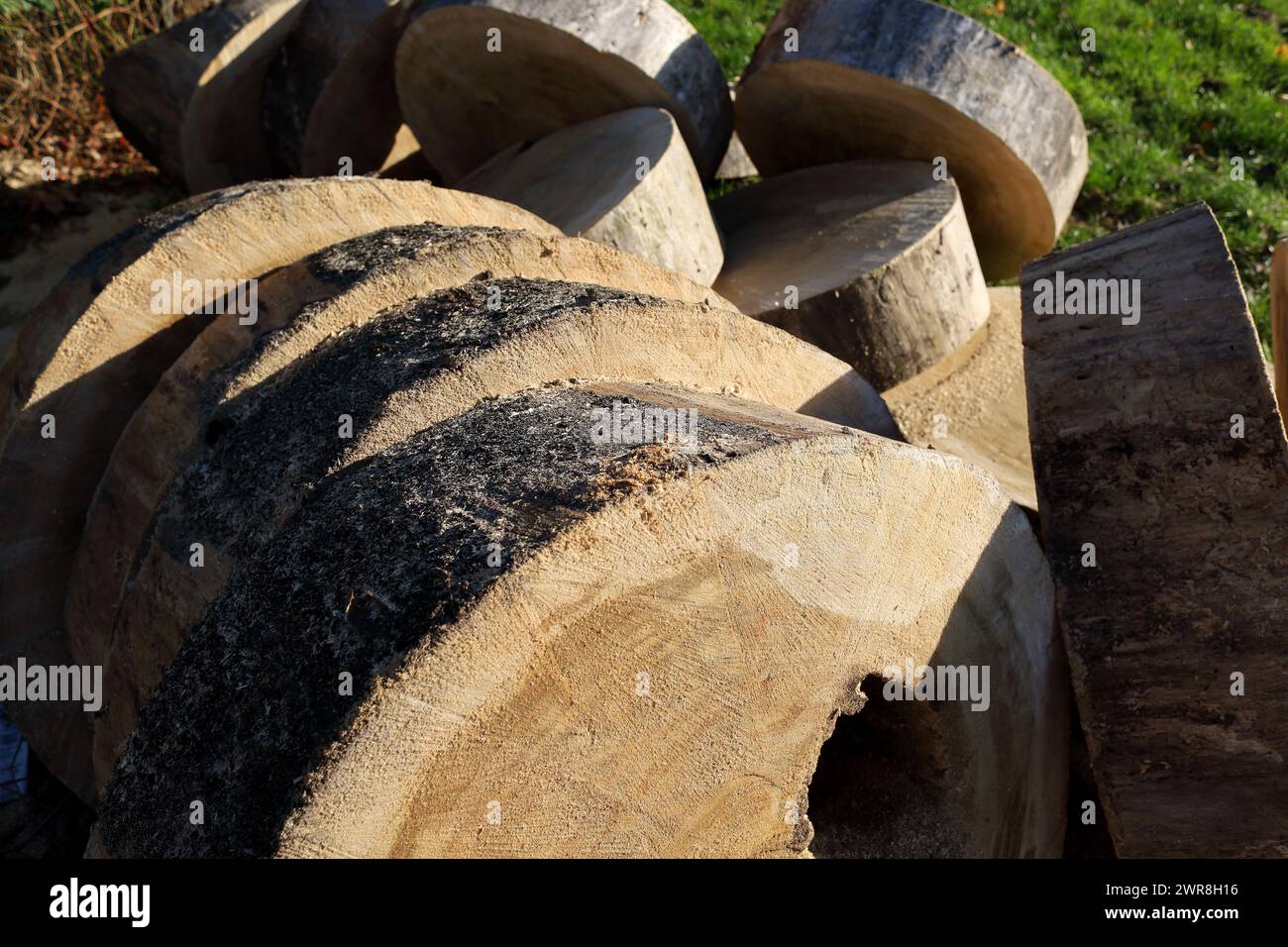 Felling of a very old tree in an urban area by lumberjacks Stock Photo ...