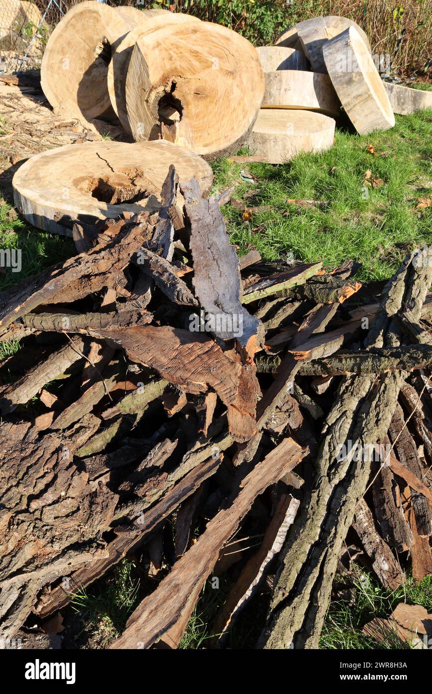 Felling of a very old tree in an urban area by lumberjacks Stock Photo ...