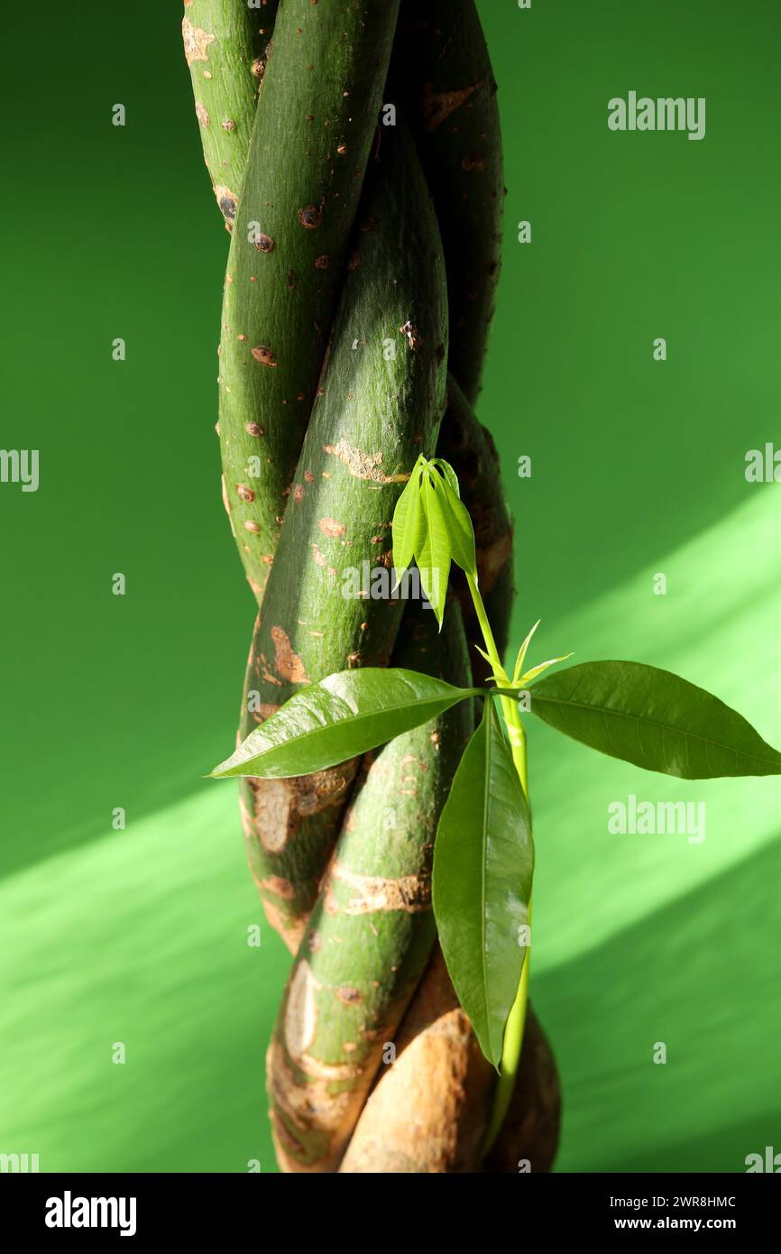 A braid made of Pachira tree trunks with a young branch Stock Photo - Alamy
