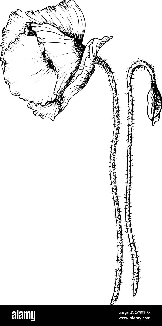 Poppy flower. Hand drawn botanical vector illustration in outline style ...