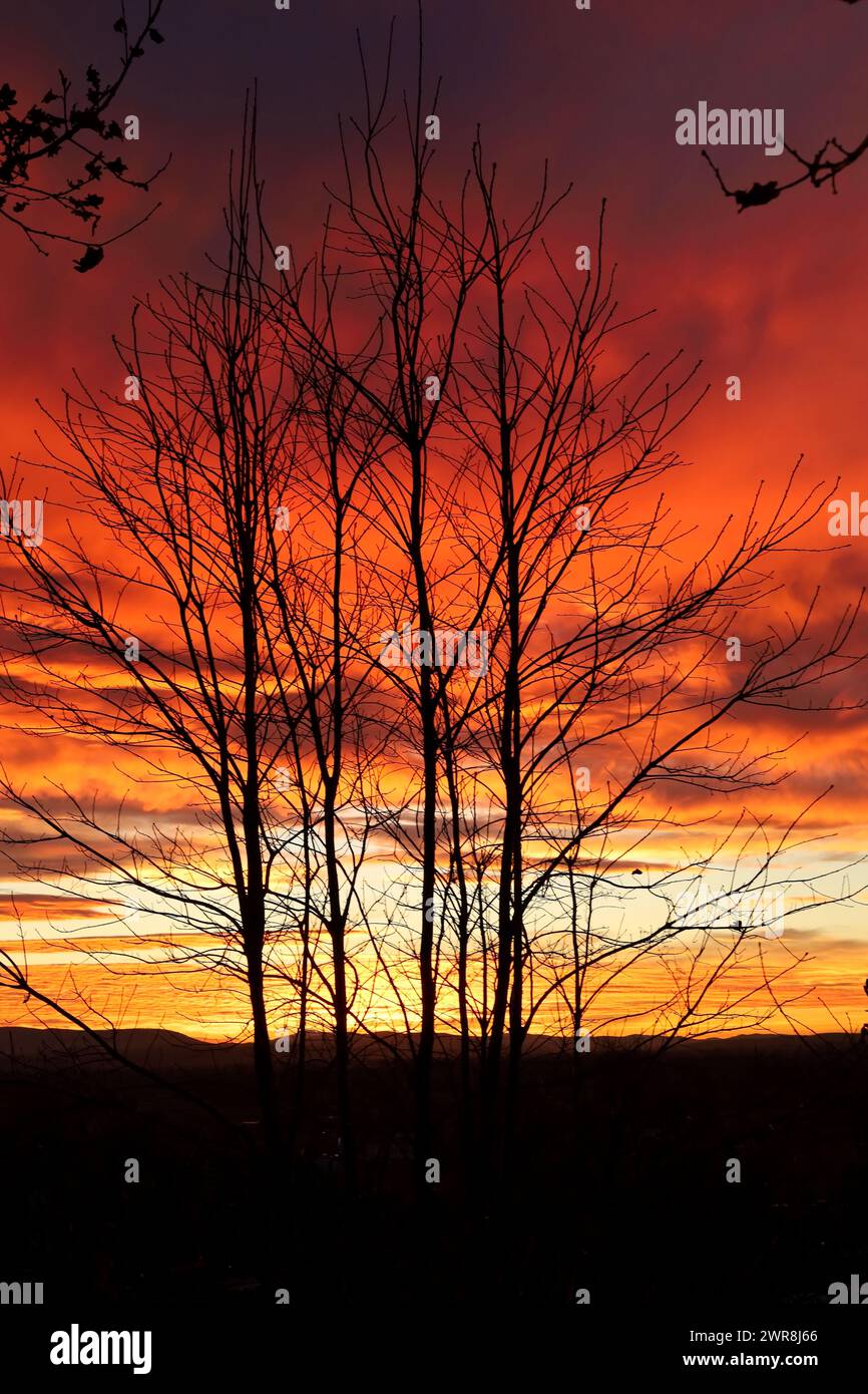 Sunset and tree landscape with nature and sun hi-res stock photography ...