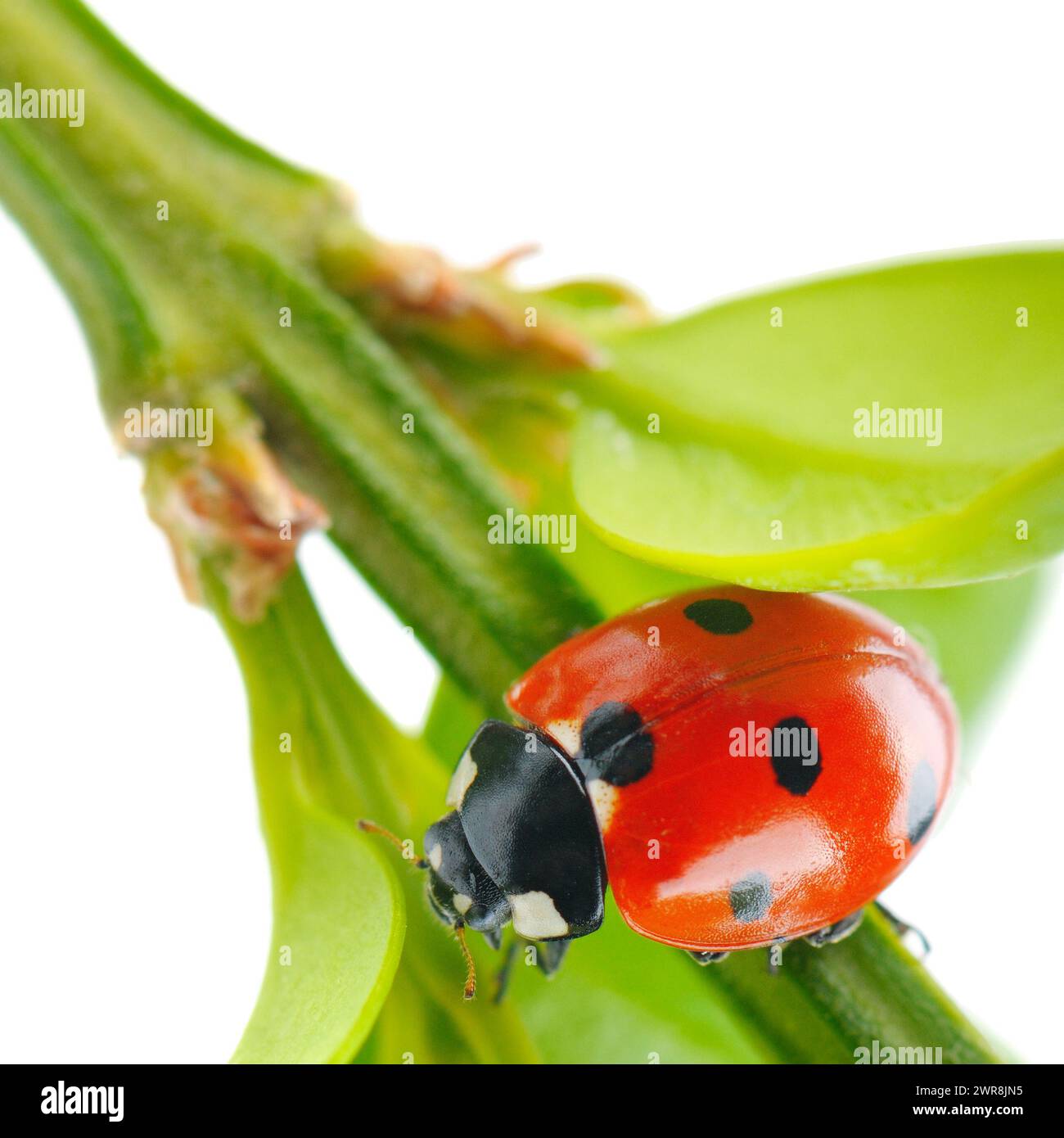 Lady cow insect hi-res stock photography and images - Alamy