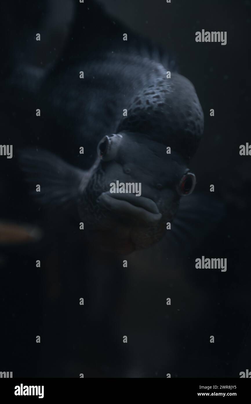 Staring at fish hi-res stock photography and images - Alamy