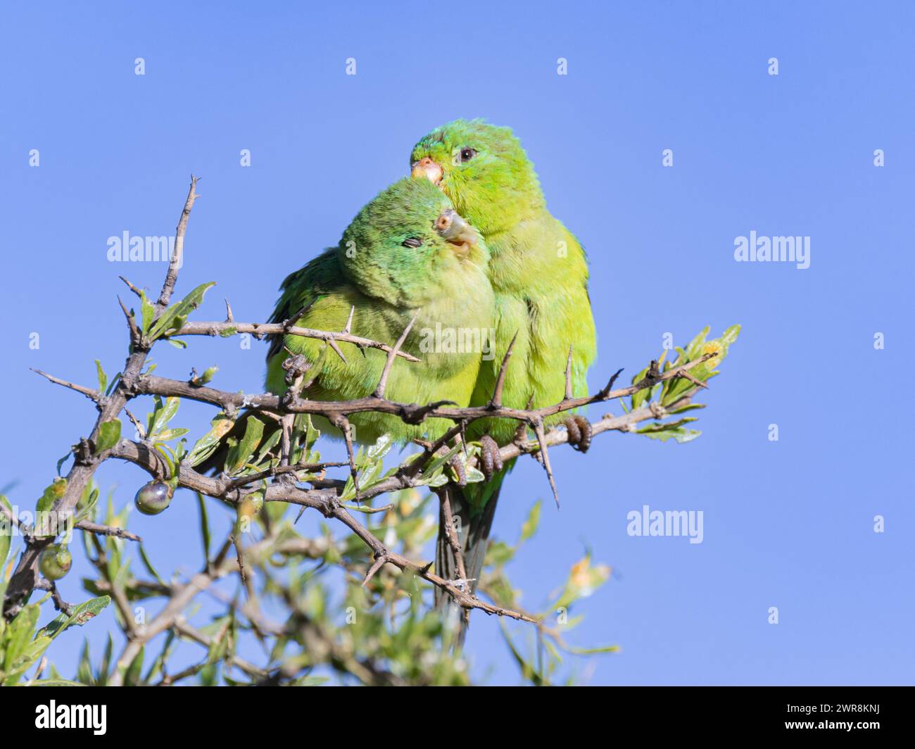 Loros verdes enamorados Stock Photo - Alamy