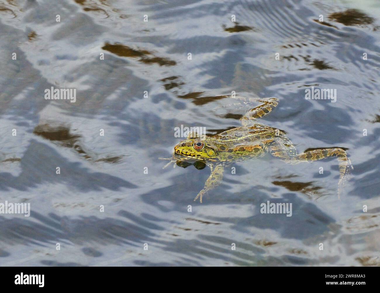 Funny frog hi-res stock photography and images - Alamy