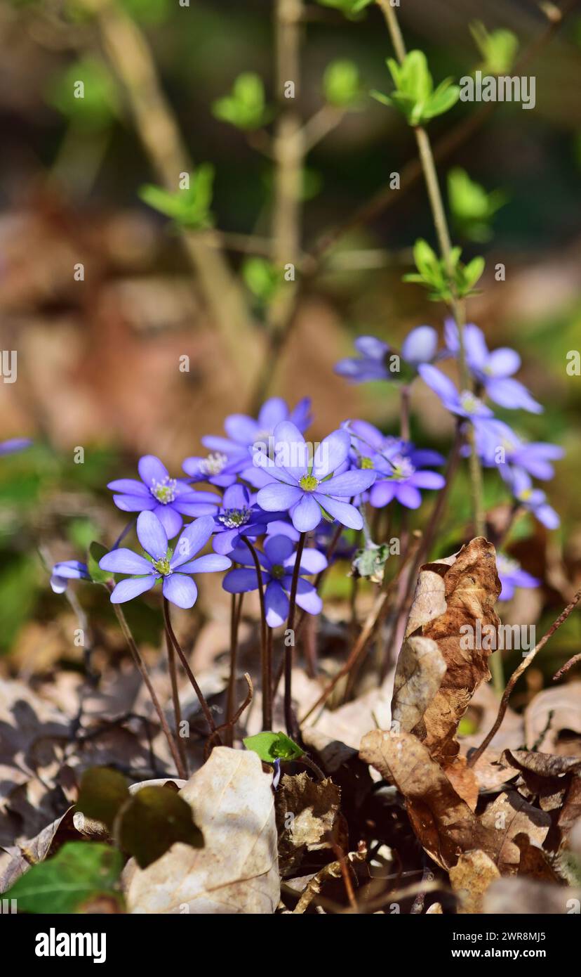 Hepatica nobilis - liverleaf spring flower vertical Stock Photo - Alamy