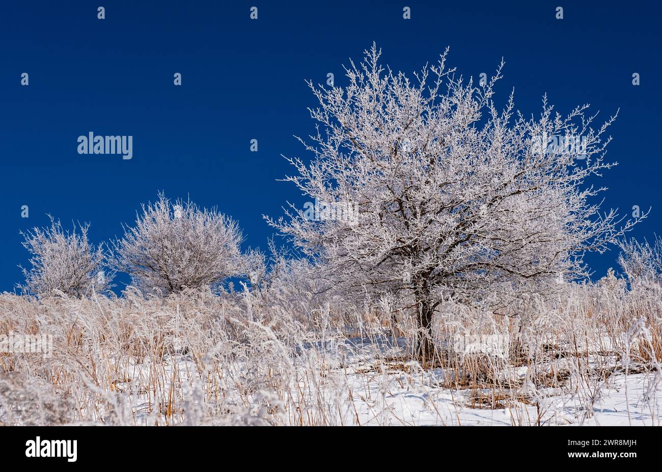 Magical view of trees covered with hoarfrost in the winter season ...