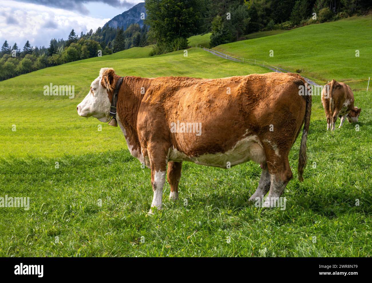 Happy cows hi-res stock photography and images - Alamy