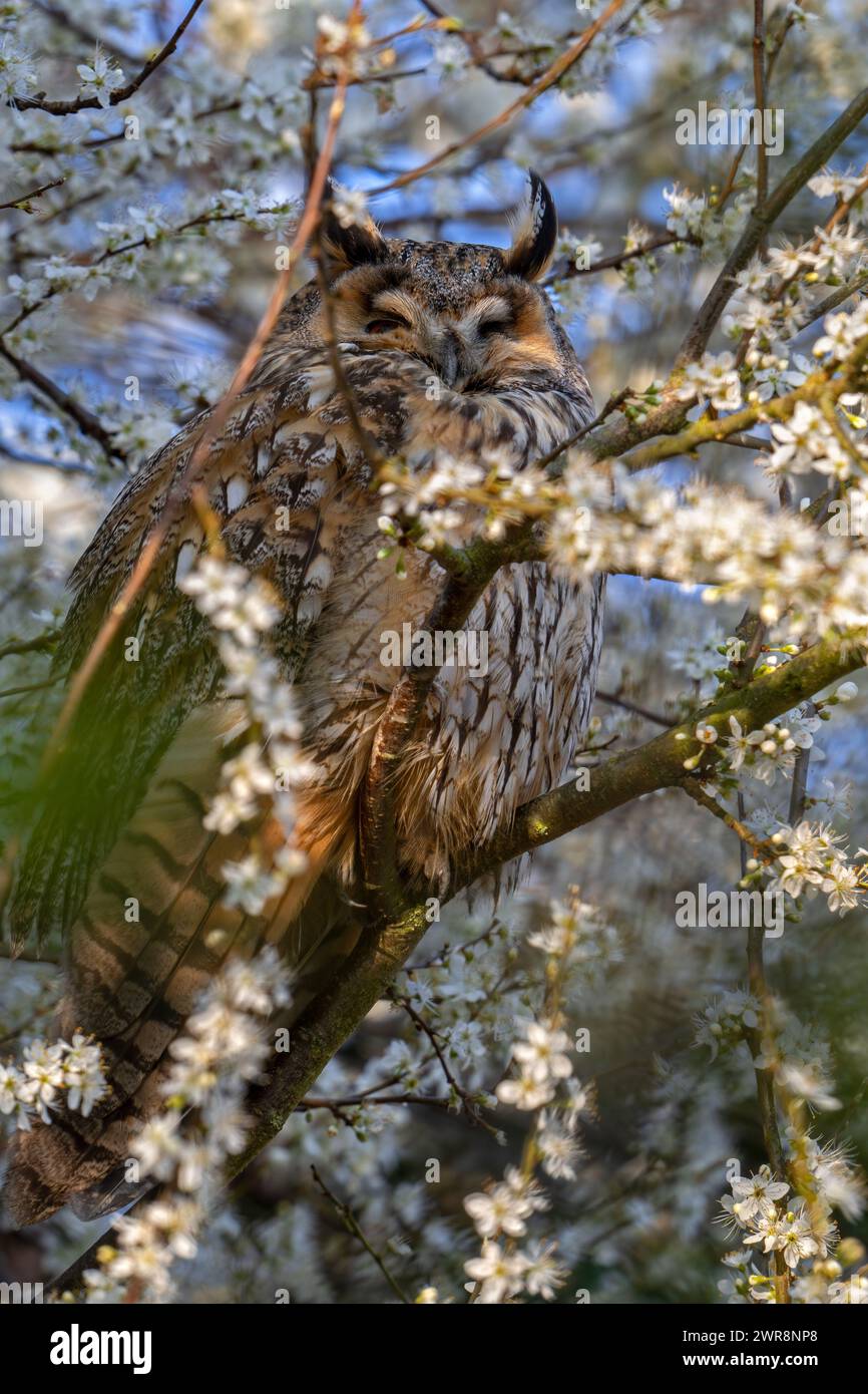 Long-eared owl (Asio otus) roosting in flowering plum tree in early ...