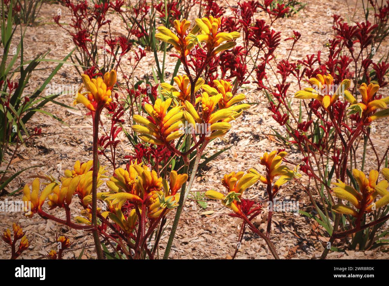 Yellow kangaroo paw flower (Anigozanthos flavidus) endemic to Western ...