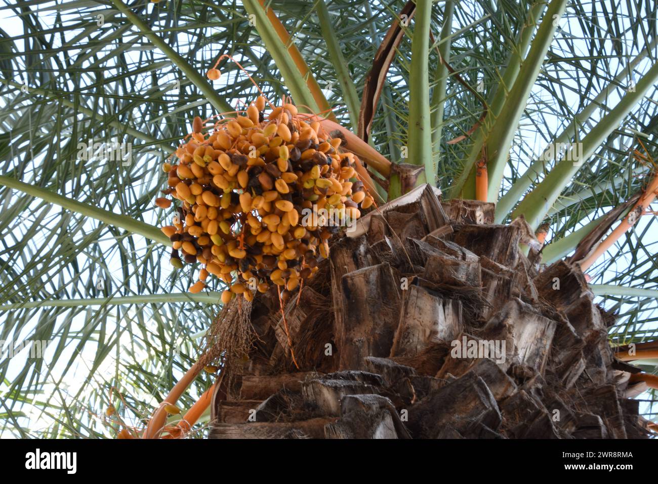 Les fruits d'un palmier à Faro Stock Photo - Alamy