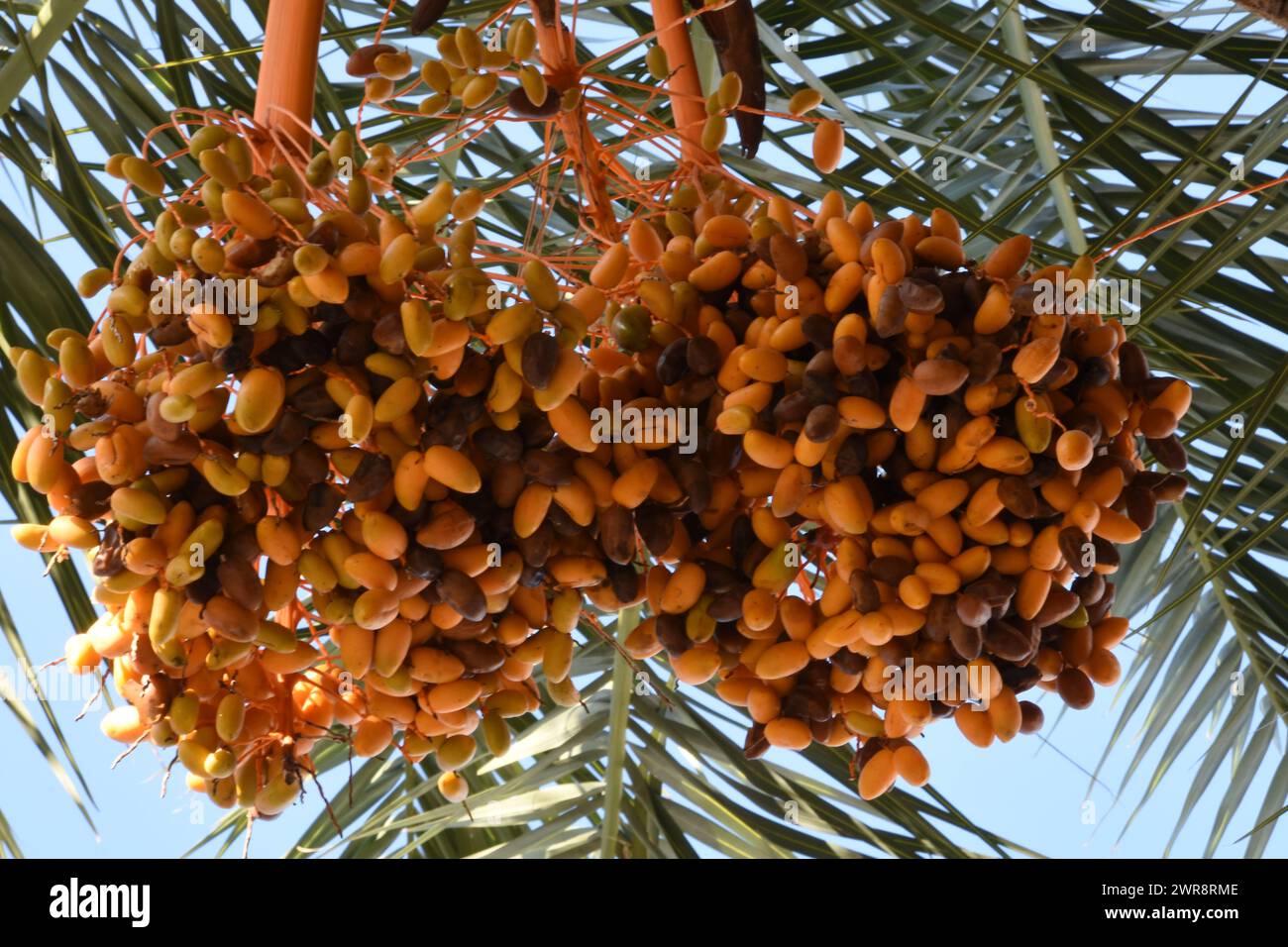 Fruits of nature hi-res stock photography and images - Alamy