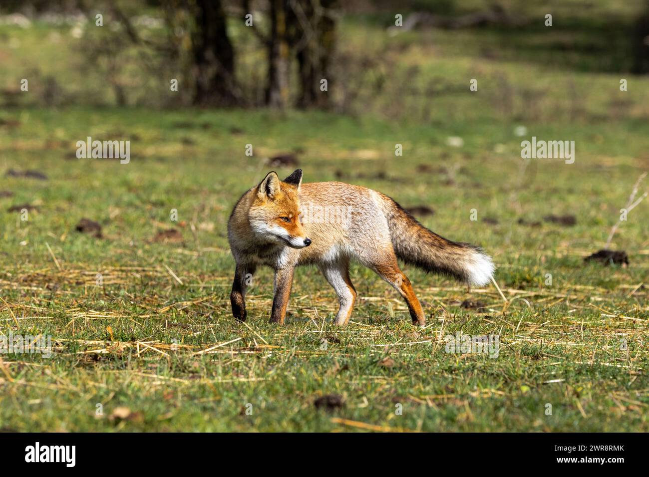 Red fox in spring flowers Stock Photo - Alamy