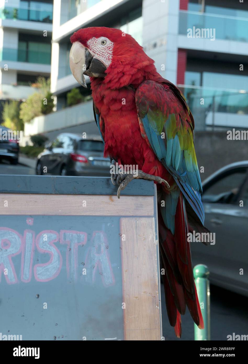 Funchal, Portugal. 15th Mar, 2023. A parrot sits on a stand in front of ...