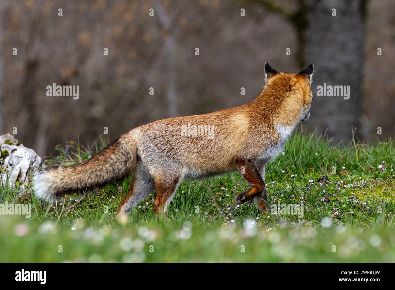 Red fox in spring flowers Stock Photo - Alamy