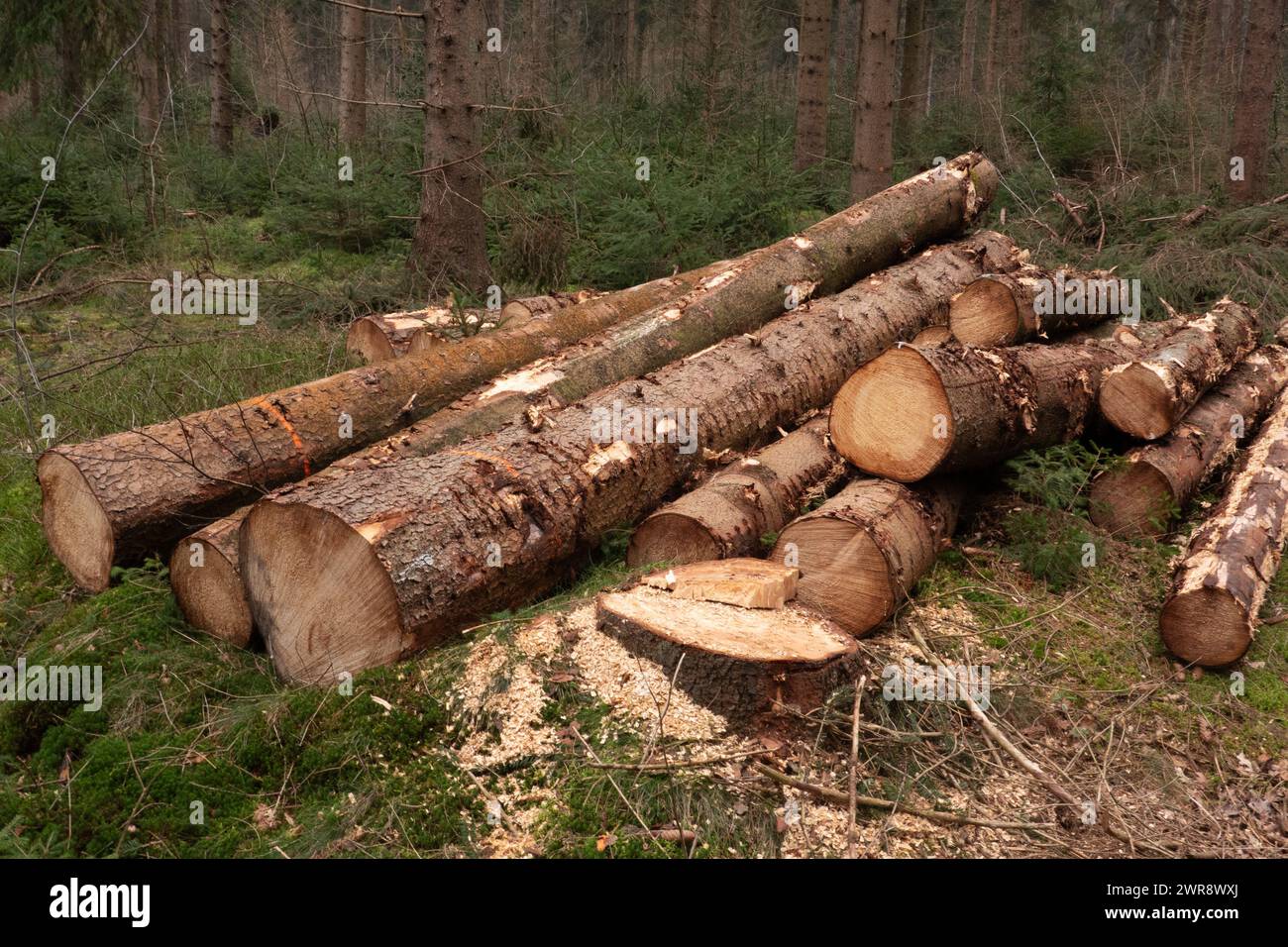 Pile of felled conifer tree trunks in a forest Stock Photo - Alamy
