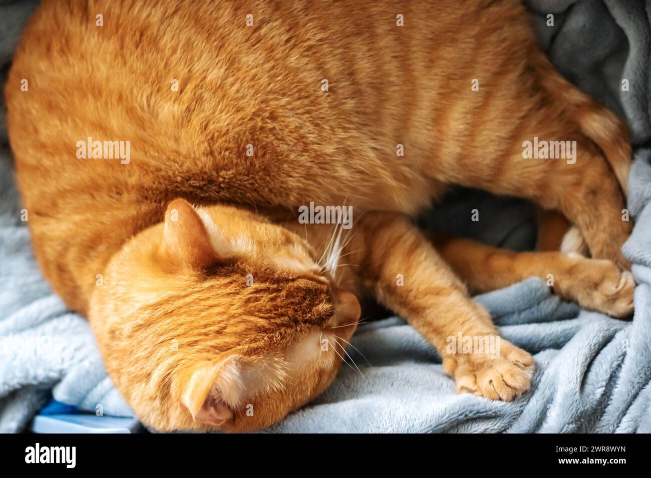 Close up ballerina in red hi-res stock photography and images - Alamy