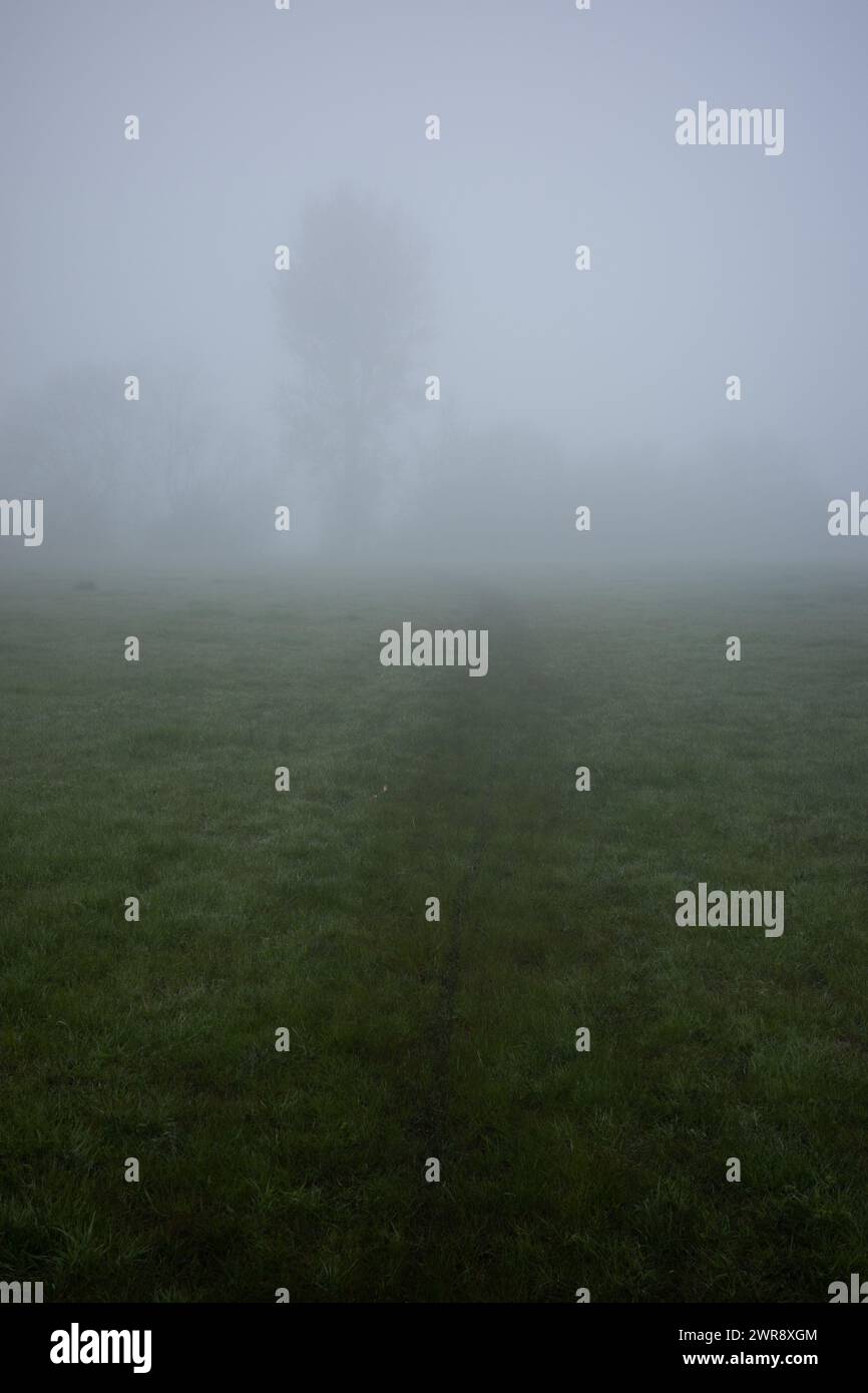 Tree faintly visible through fog at the end of a path Stock Photo - Alamy