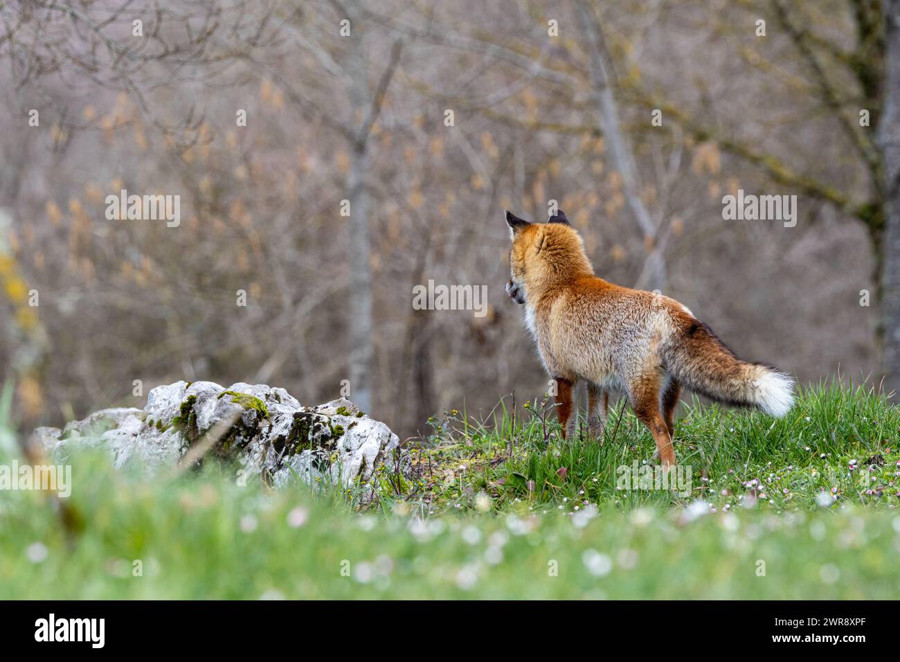Fox in flowers hi-res stock photography and images - Alamy