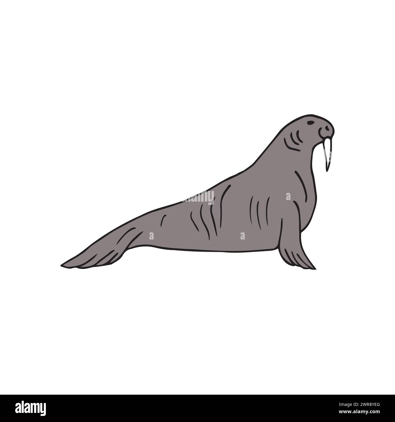 Vector hand drawn doodle sketch colored walrus isolated on white ...