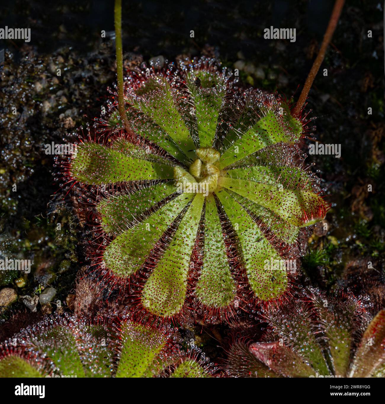 Sundew (Drosera admirabilis) is a carnivorous plant Stock Photo - Alamy
