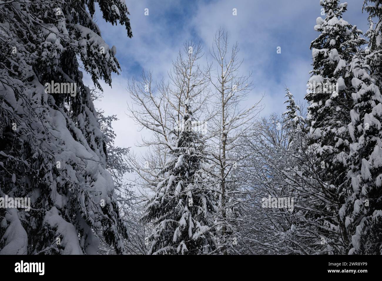 Nonmotorized winter recreation area hi-res stock photography and images ...