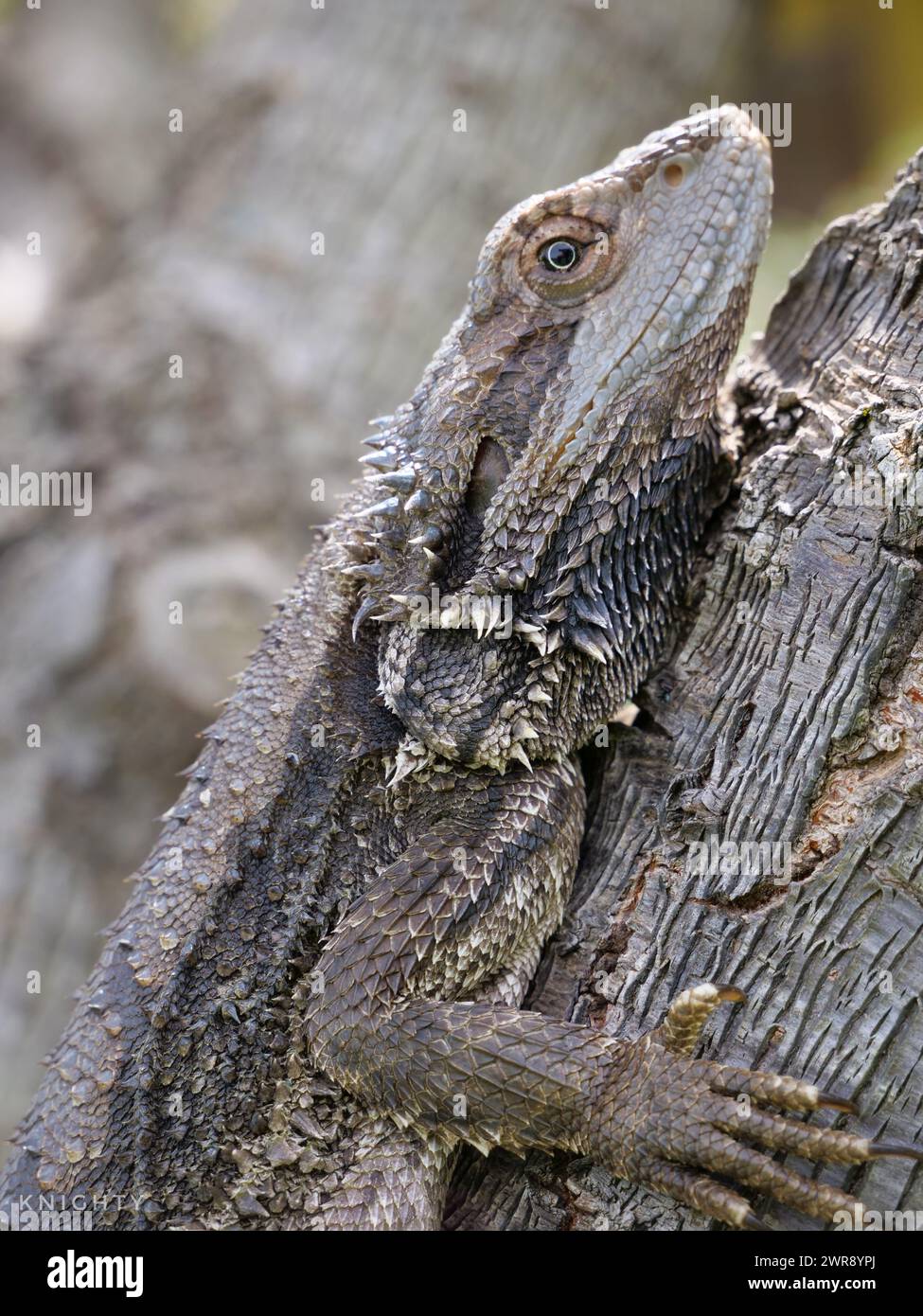 An Eastern Bearded Dragon from Cowra Botanical Gardens, Central West ...