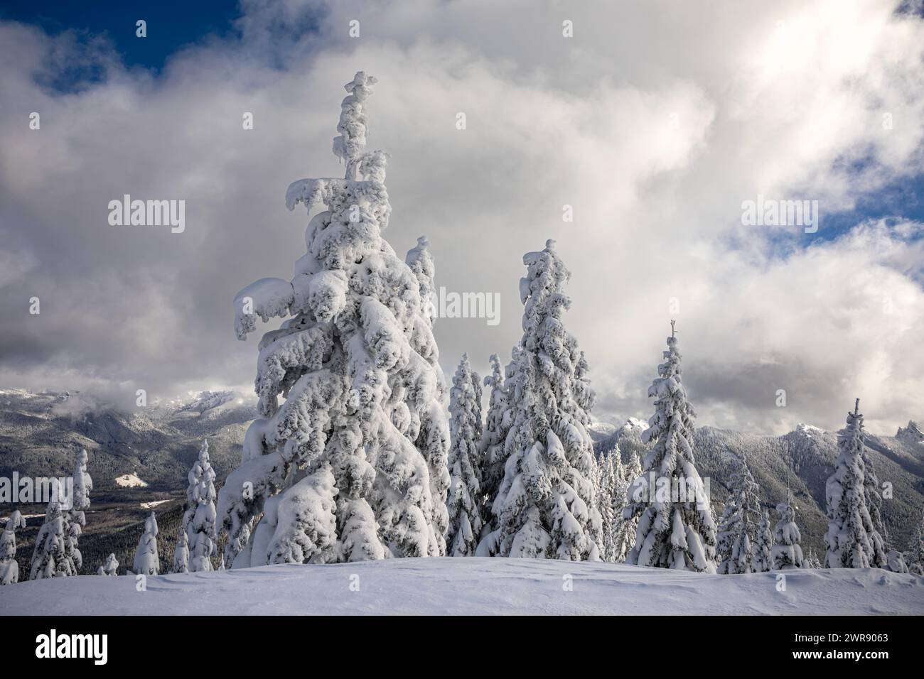 WA25081-00...WASHINGTON - Snow plastered trees after a storm at High ...