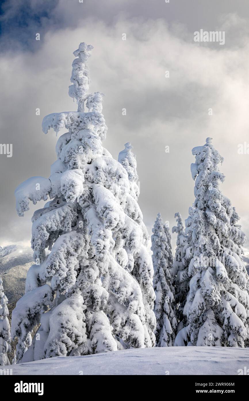 WA25082-00...WASHINGTON - Snow plastered trees after a storm at High ...
