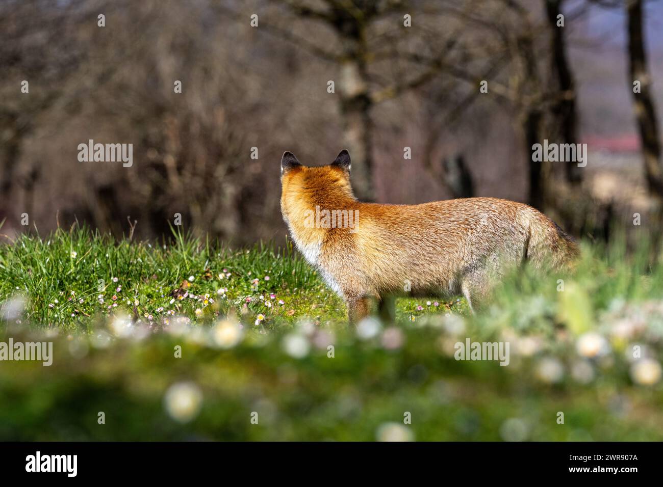 Red fox in spring flowers Stock Photo - Alamy
