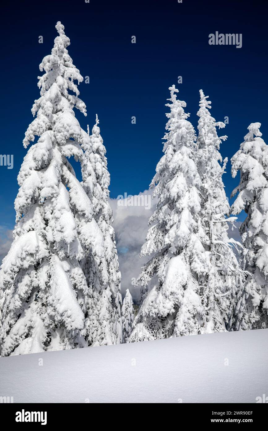 WA25094-00...WASHINGTON - Trees plastered with snow below High Hut in ...