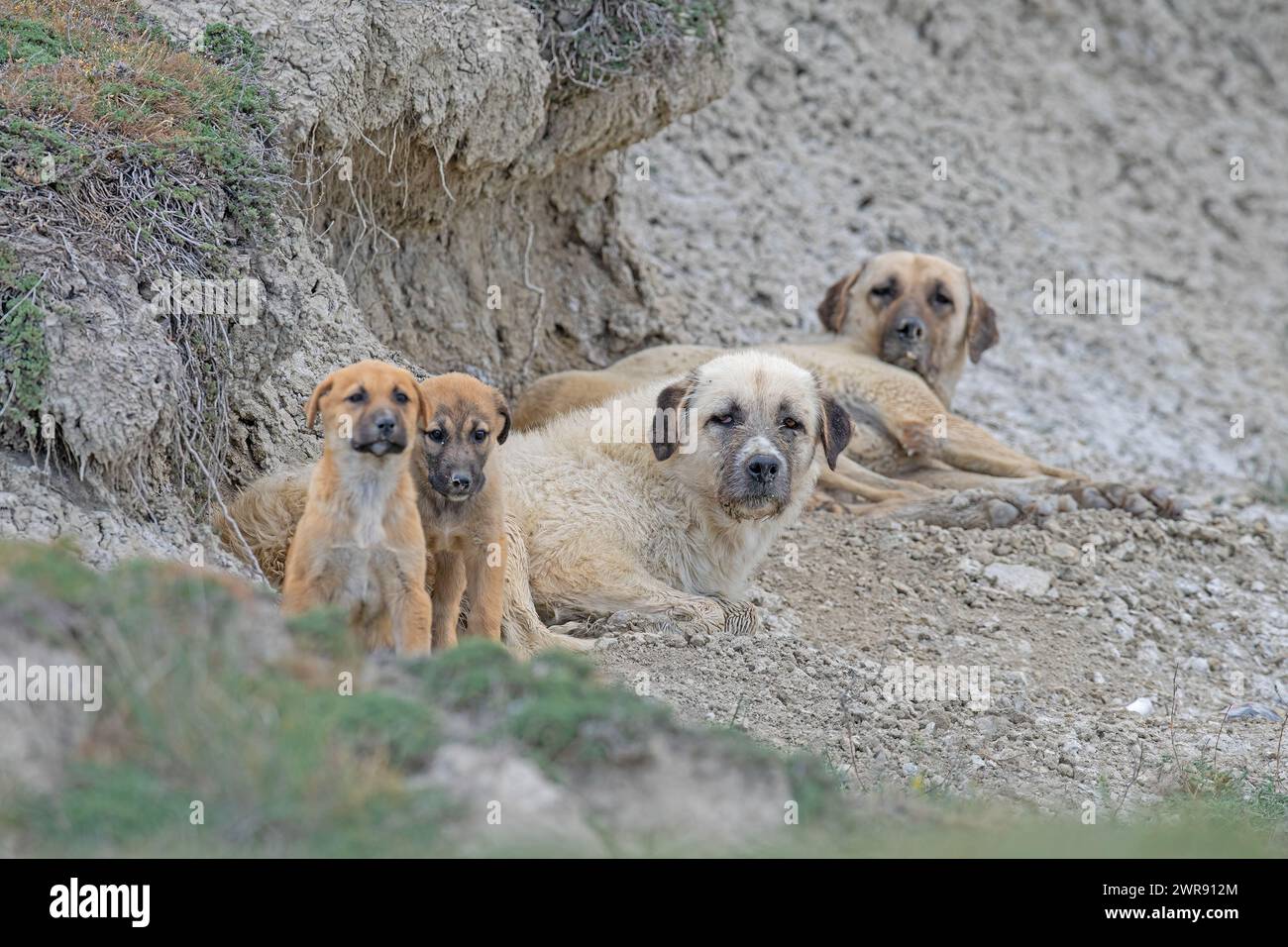 Two little cute stray hi-res stock photography and images - Alamy