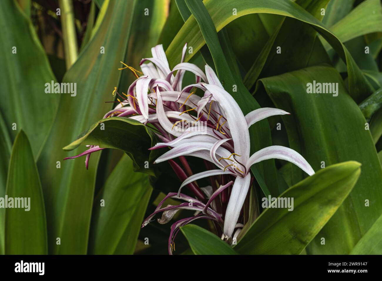 Giant spider lily (Crinum augustum) flower, Amaryllidaceae Stock Photo ...