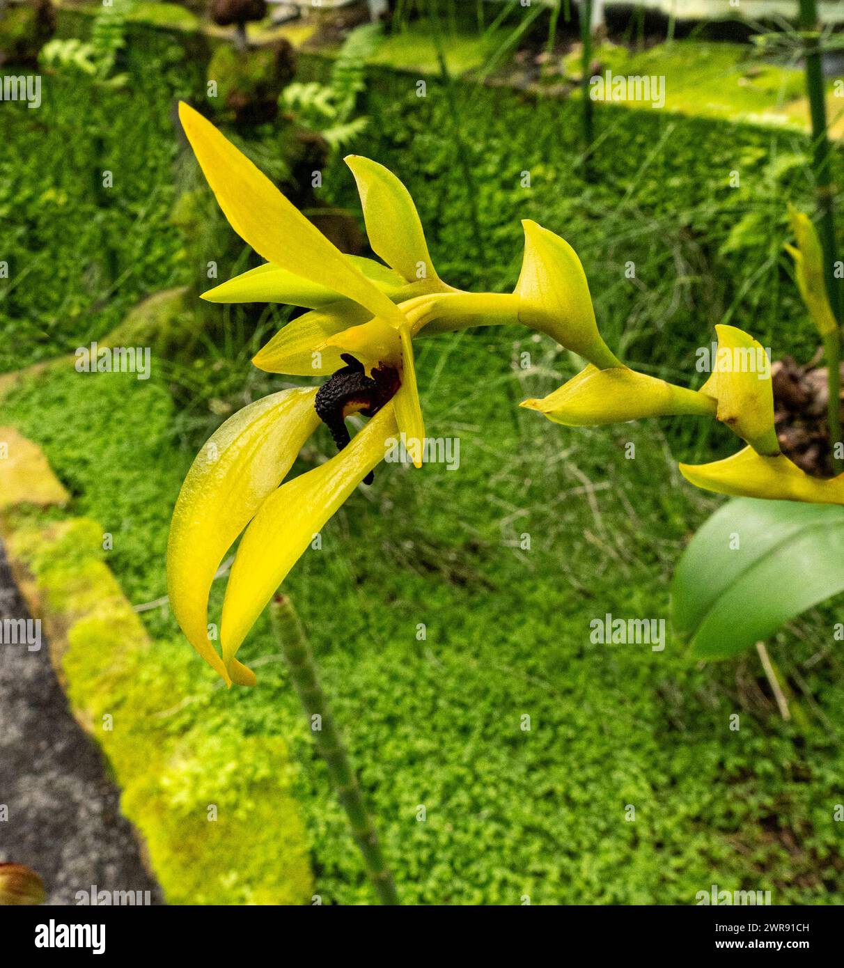 Bulbophyllum hi-res stock photography and images - Alamy