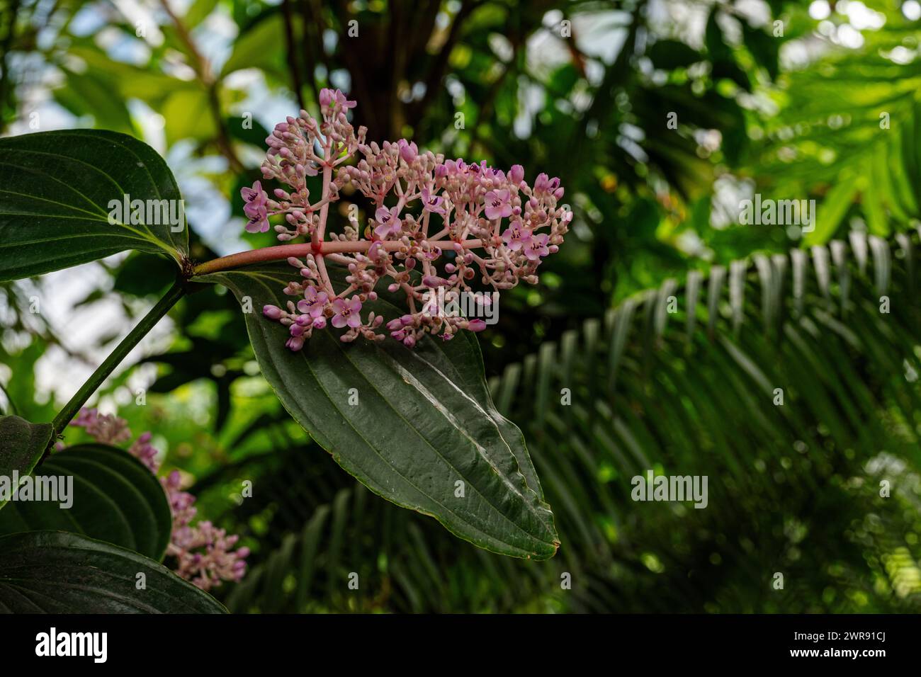 Beginning flowers and leaves of a Medinilla magnifica as a close-up ...