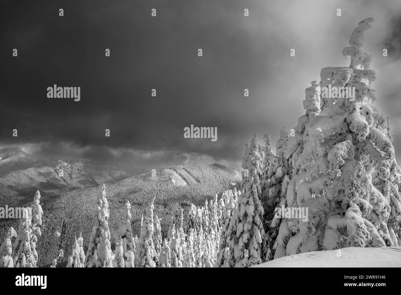 WA25102-00...WASHINGTON - Trees plastered with snow near High Hut ...