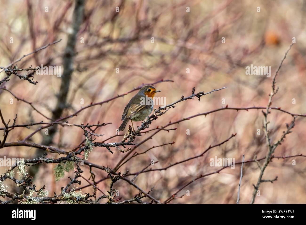 Spring in bird reserve hi-res stock photography and images - Alamy