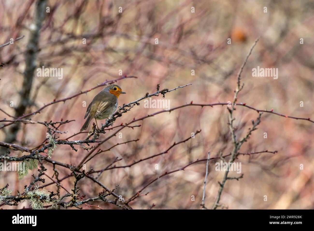 Bird and acrobatics hi-res stock photography and images - Alamy