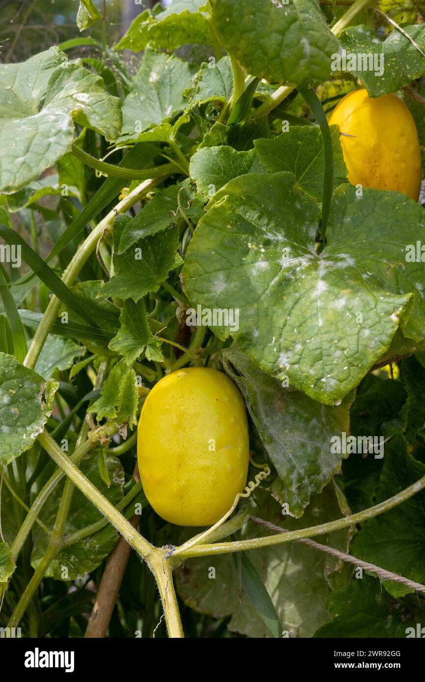 White wonder cucumber growing in a garden Stock Photo - Alamy