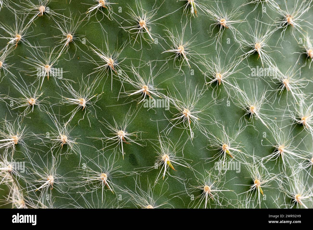 Cactus close up structure image Stock Photo - Alamy