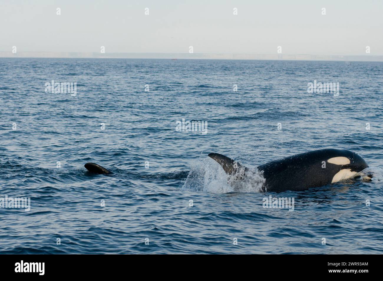 Orca or Bigg's Killer Whales, Salish Sea, British Columbia, Canada ...