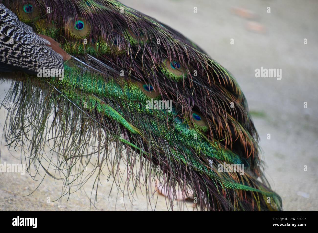 Paon hi-res stock photography and images - Alamy