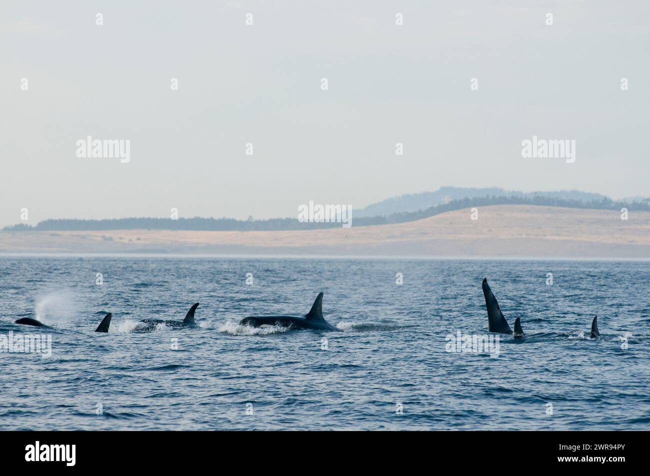 Pod resident killer whales hi-res stock photography and images - Alamy