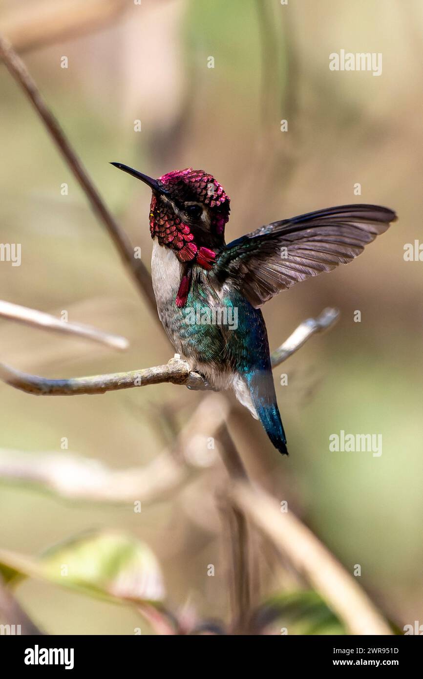 The bee hummingbird, zunzuncito or Helena hummingbird is a species of ...