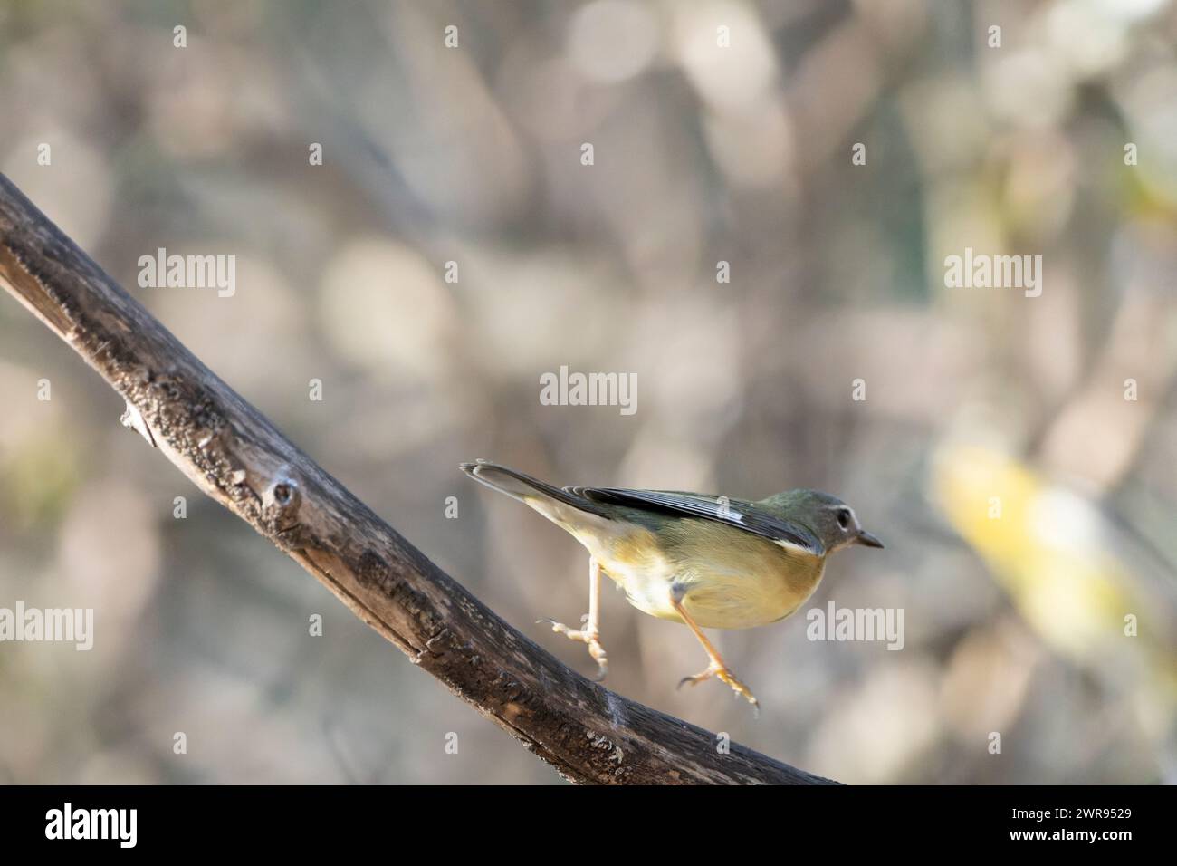 Cute small brown bird hi-res stock photography and images - Alamy