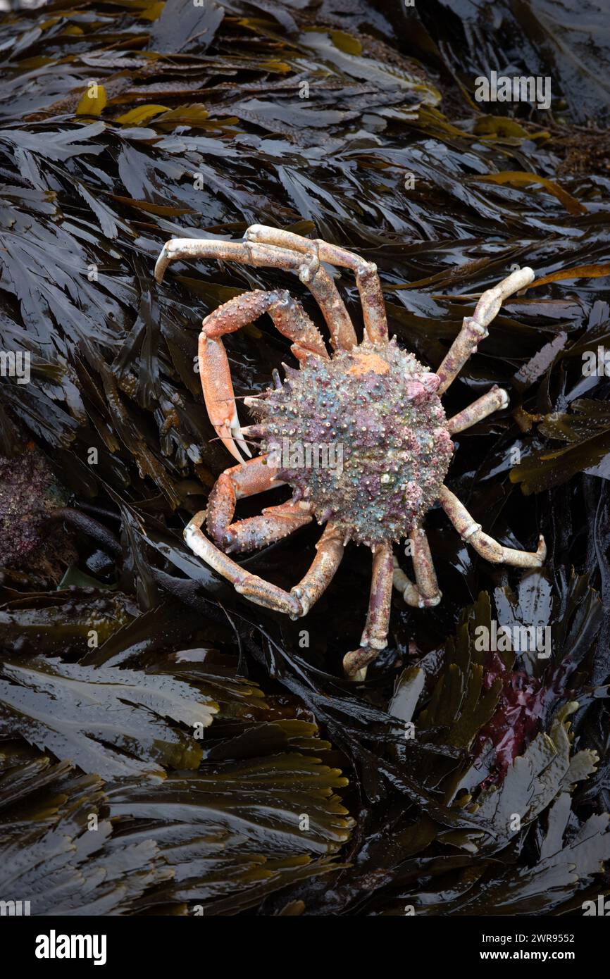 Common Spider Crab Maja bracydactyla Stock Photo - Alamy