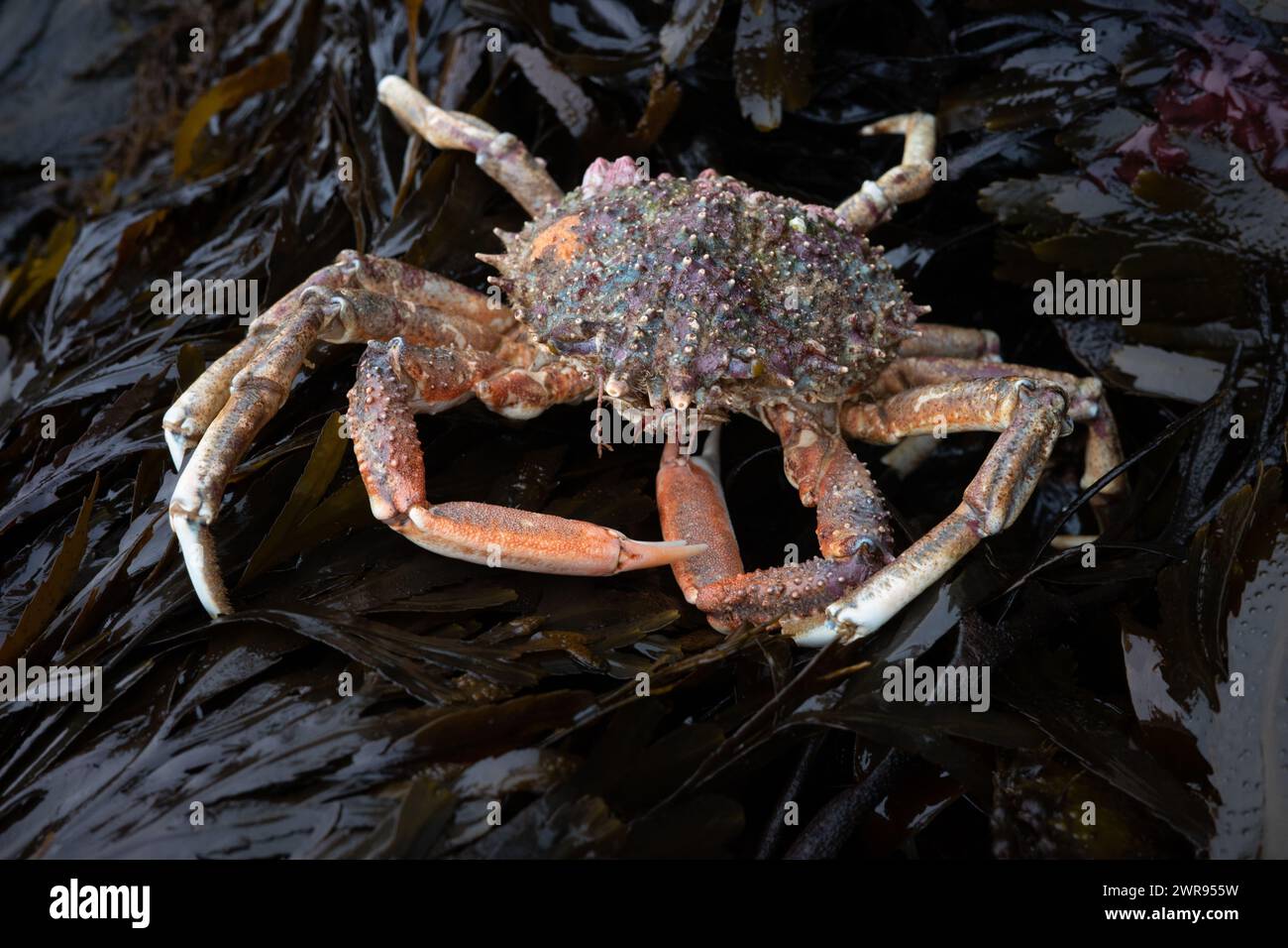 Common Spider Crab Maja bracydactyla Stock Photo - Alamy