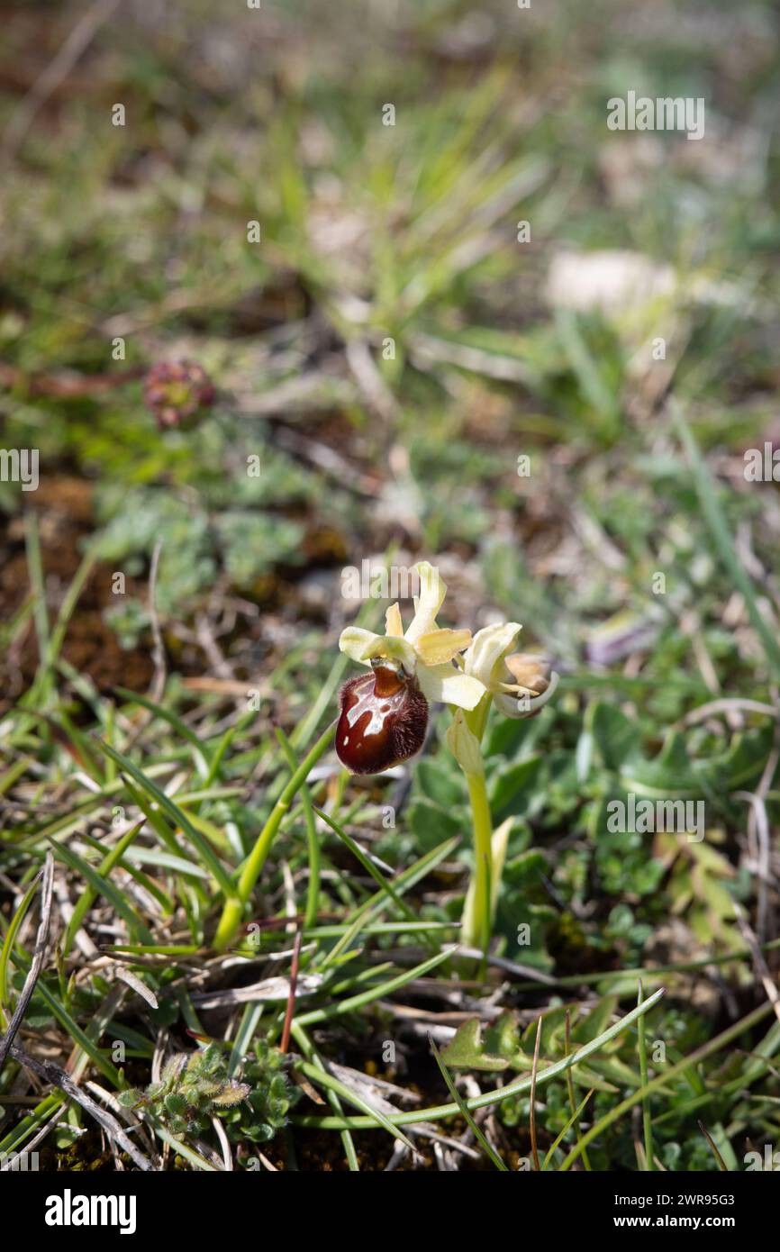 Early Spider Orchid Ophrys sphegodes in short turf, Dorset,UK Stock ...