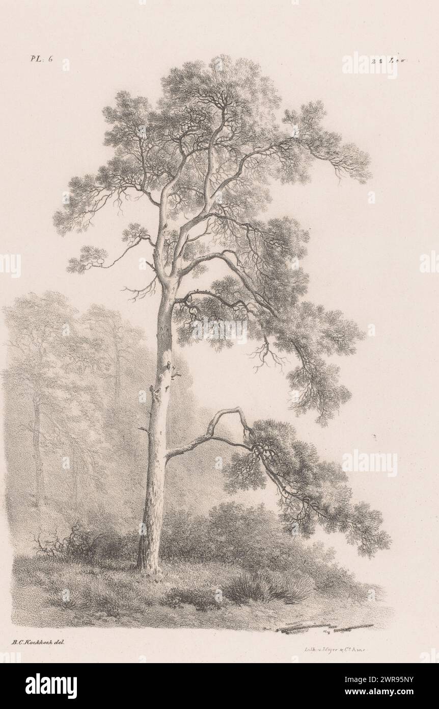 Tree in landscape, Landscape studies second delivery (series title ...