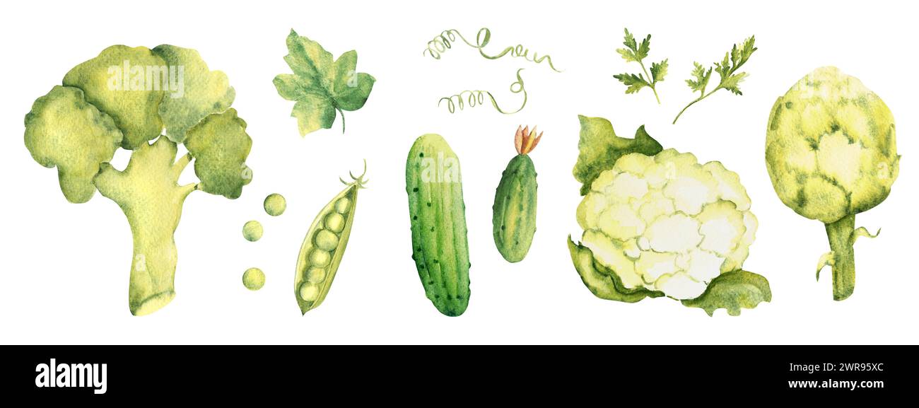 Set of green vegetables. Broccoli, cucumber and cauliflower. Artichoke ...